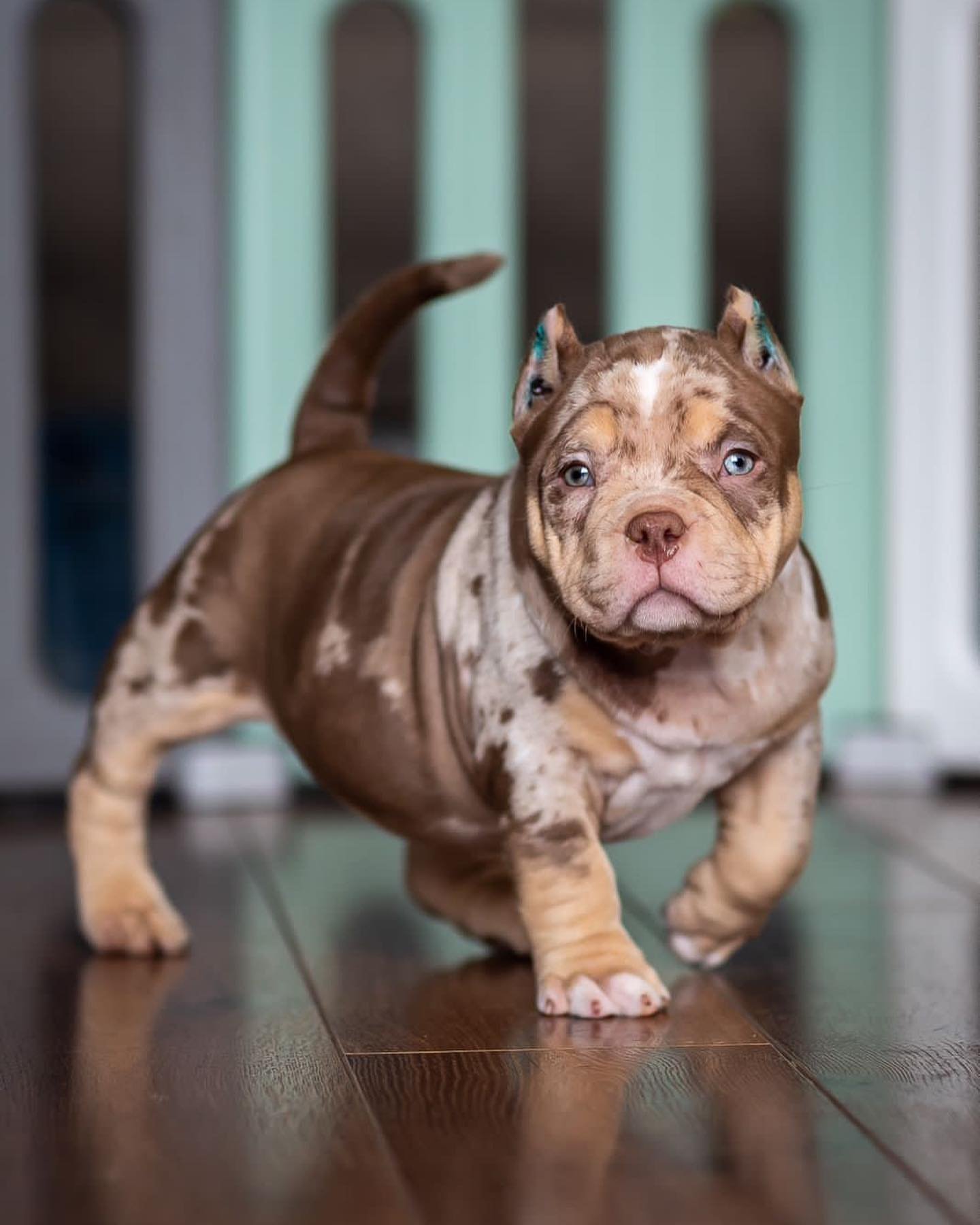 petzonebase.co.za