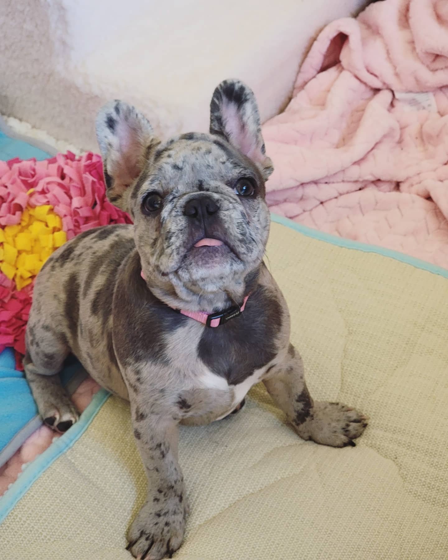 French Bulldog Puppies – petzonebase.co.za