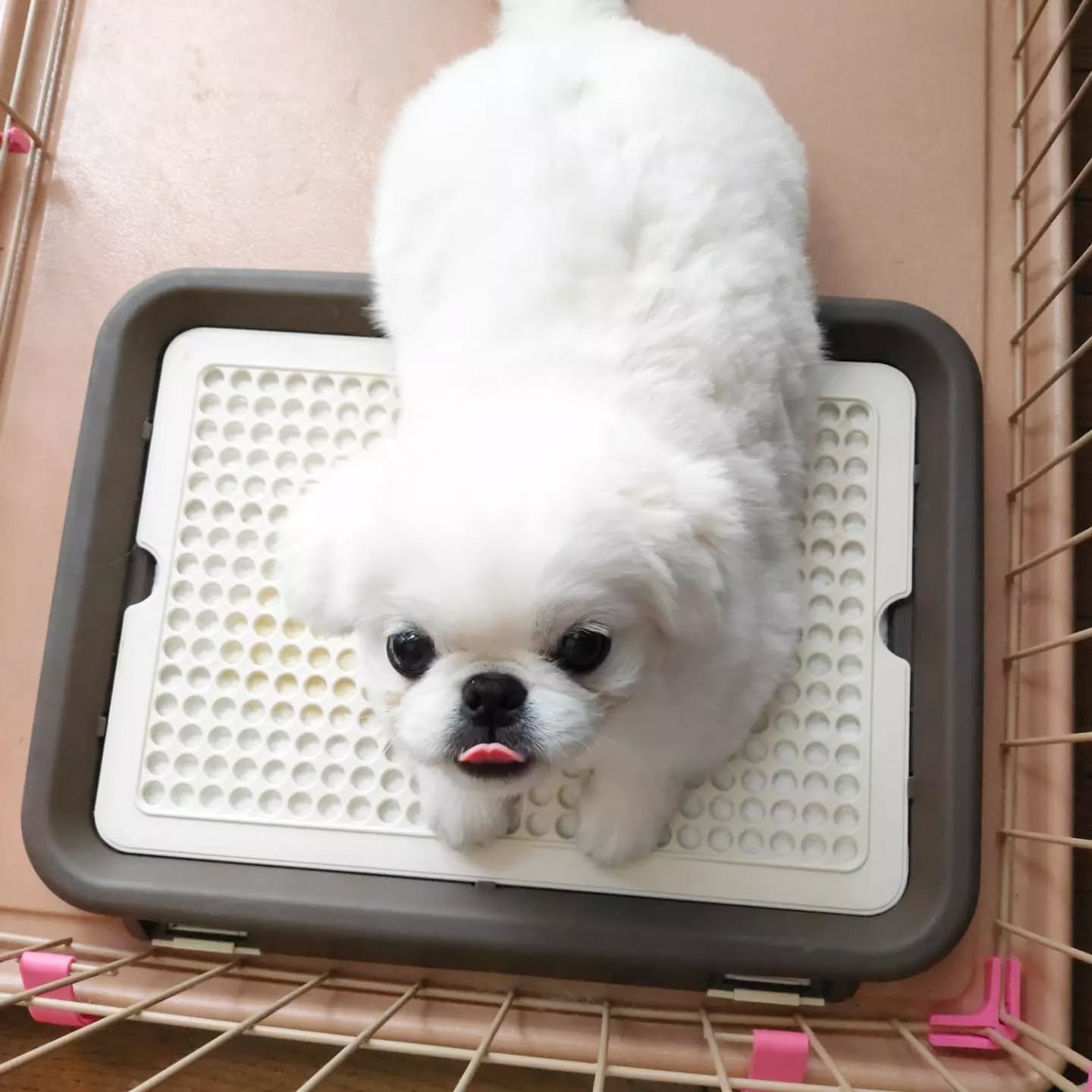 Pekingese Puppies – petzonebase.co.za